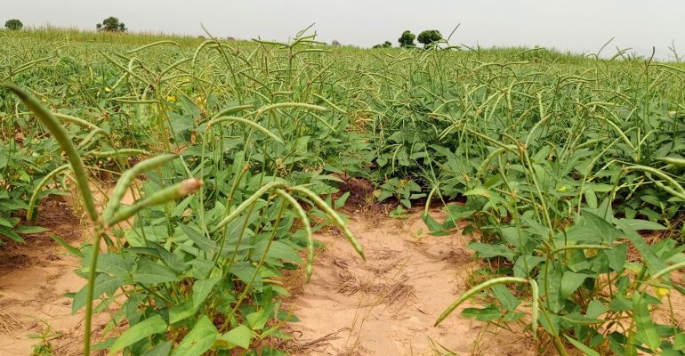 Advancing Cowpea Through Gene Editing – Genome engineering